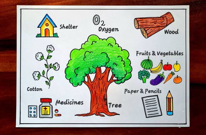 Uses Of Plants (Primary 1)